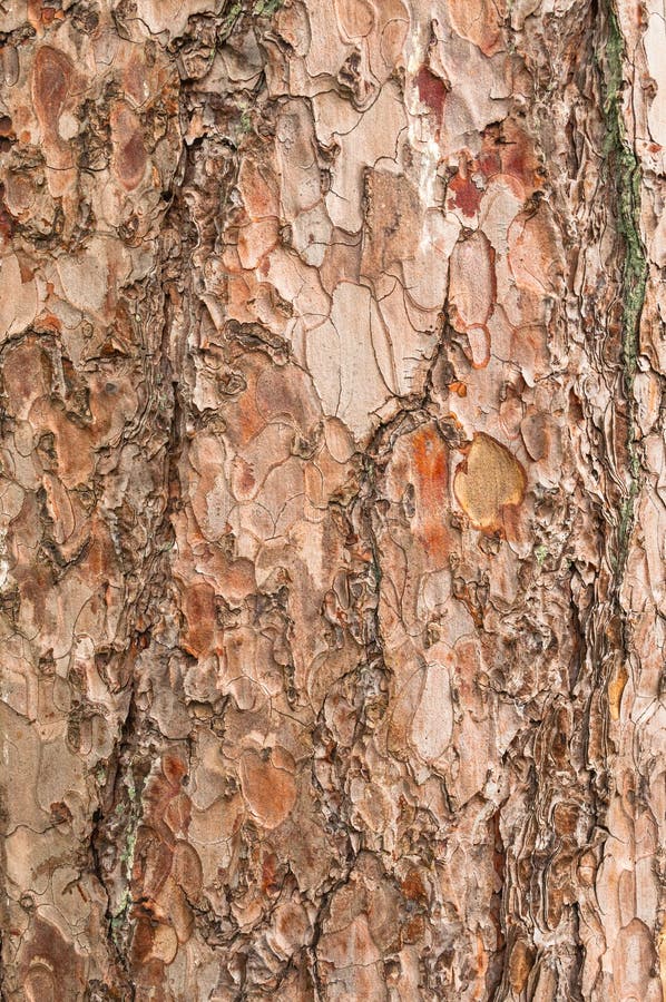 Tree Bark, Rough Textured Background, Back To Nature Outdoors Stock ...