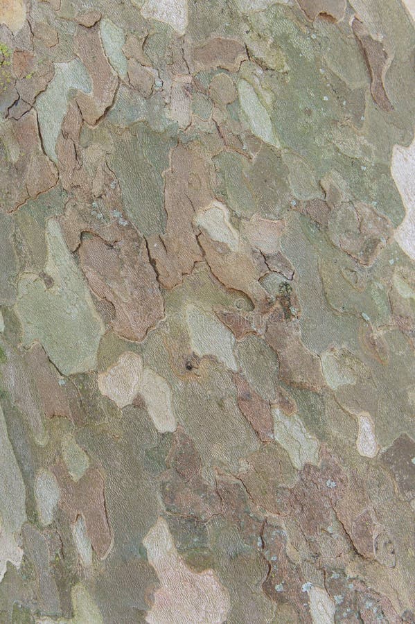 Tree bark stock photo. Image of natural, forest, skin - 47214002