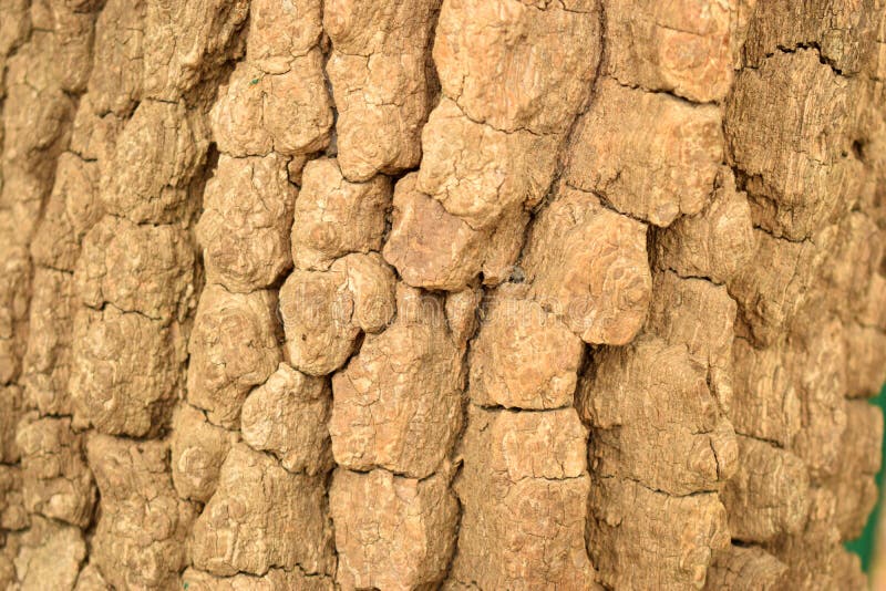 Tree Bark Rugged Texture Background Macro Stock Photography Image Stock ...
