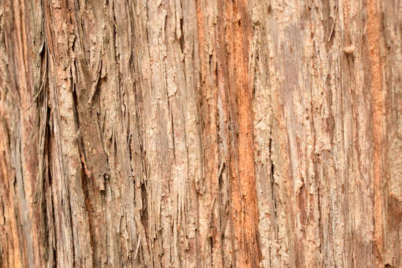 Tree Bark Rugged Texture Background Macro Stock Photography Image Stock ...