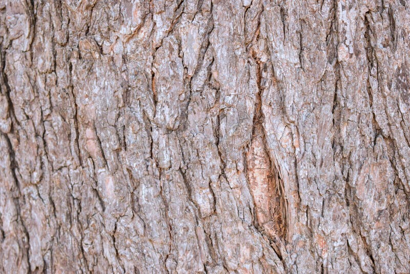 Tree Bark Rugged Texture Background Macro Stock Photography Image Stock ...