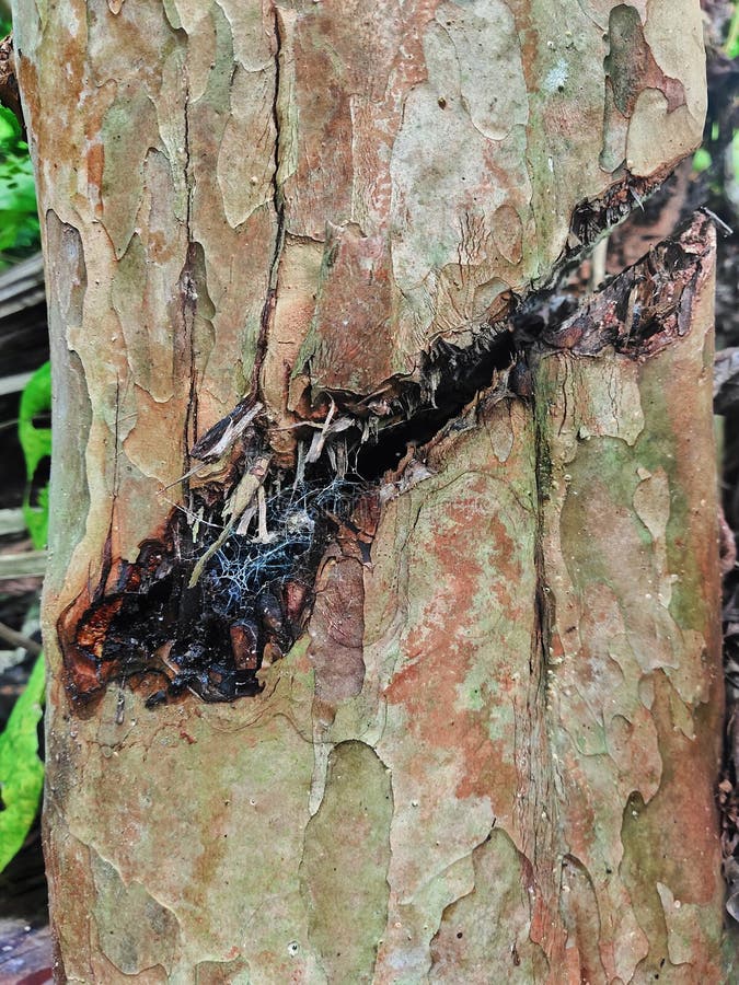 Tree Bark with Scratches from a Guava Tree in Forest Stock Photo ...