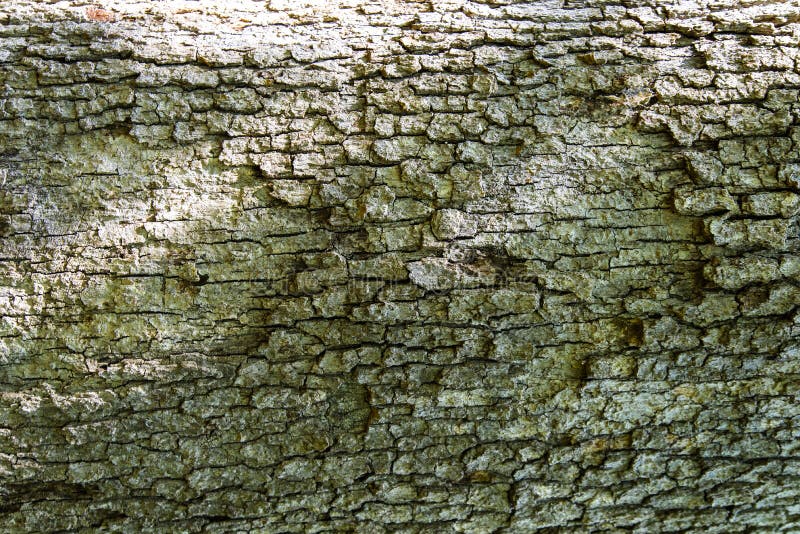 Tree Bark Seamless Texture Background Stock Photo - Image of frame ...