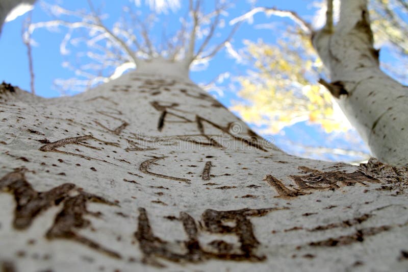 Tree bark stock image. Image of tree, detail, letters - 100894285