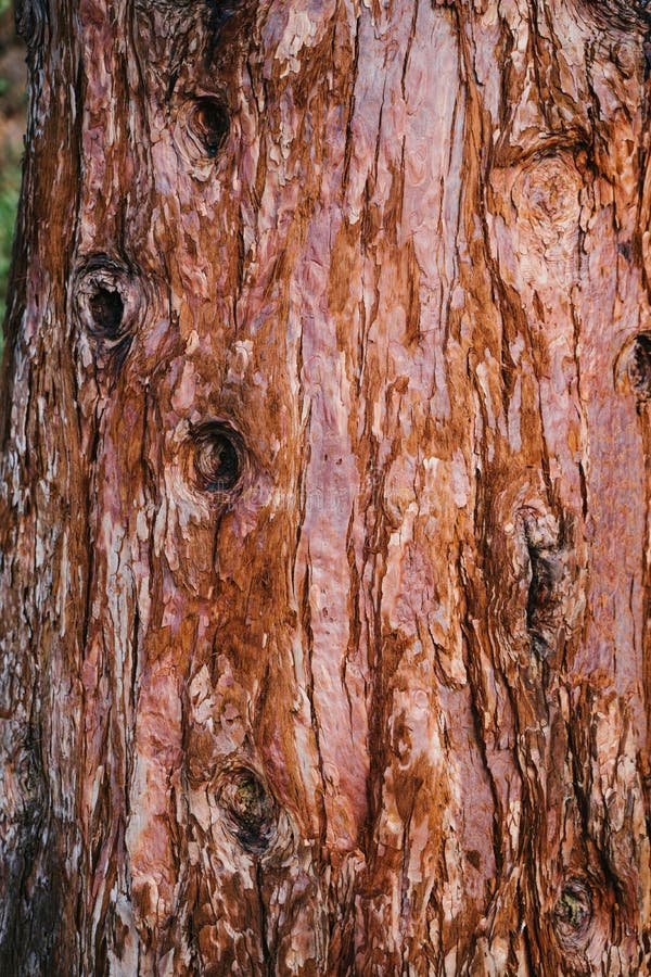 Sequoia Texture. Tree Bark. Natural Vertical Background. Stock Photo ...