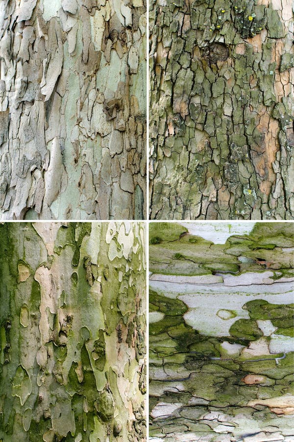 Tree bark, set of four stock photo. Image of collection - 31862412