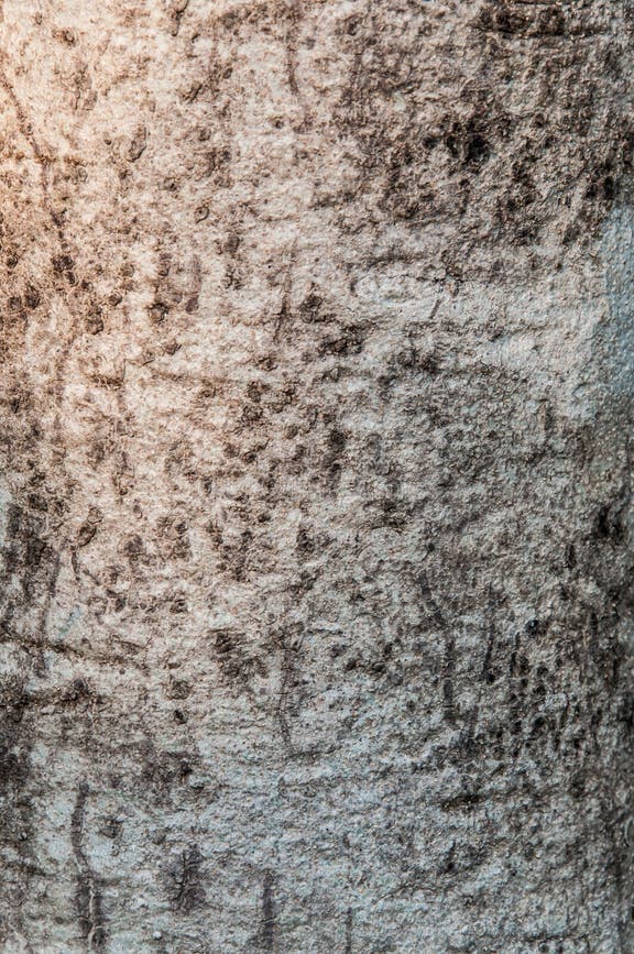 Tree bark side river. stock image. Image of skin, background - 70841729