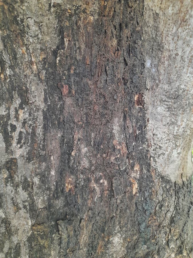 Tree Bark on the Side of the Road Stock Photo - Image of tree, bark ...