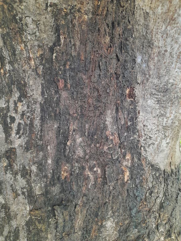 Tree Bark on the Side of the Road Stock Photo - Image of tree, bark ...