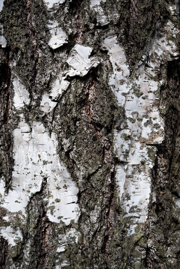 Tree bark of silver birch stock photo. Image of material - 230775850