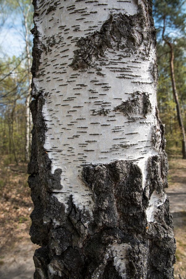 Tree bark of silver birch stock image. Image of outdoor - 230776067