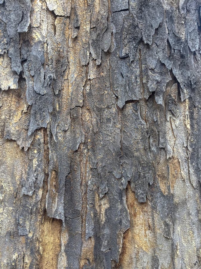 Tree bark skin stock photo. Image of material, abstract - 184210604