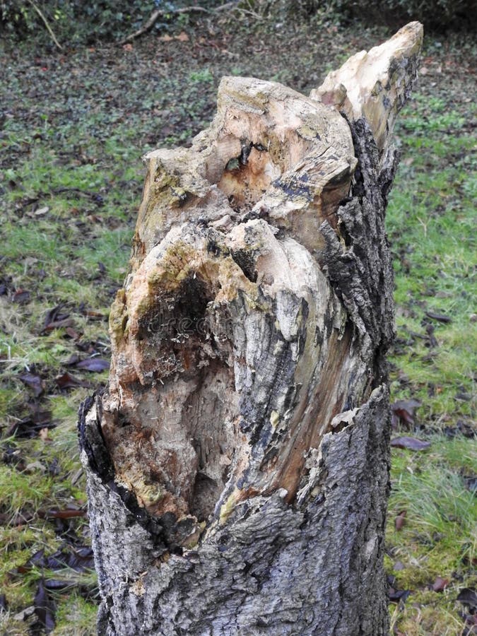 Rotting Tree Bark stock image. Image of woodland, bark - 110318793