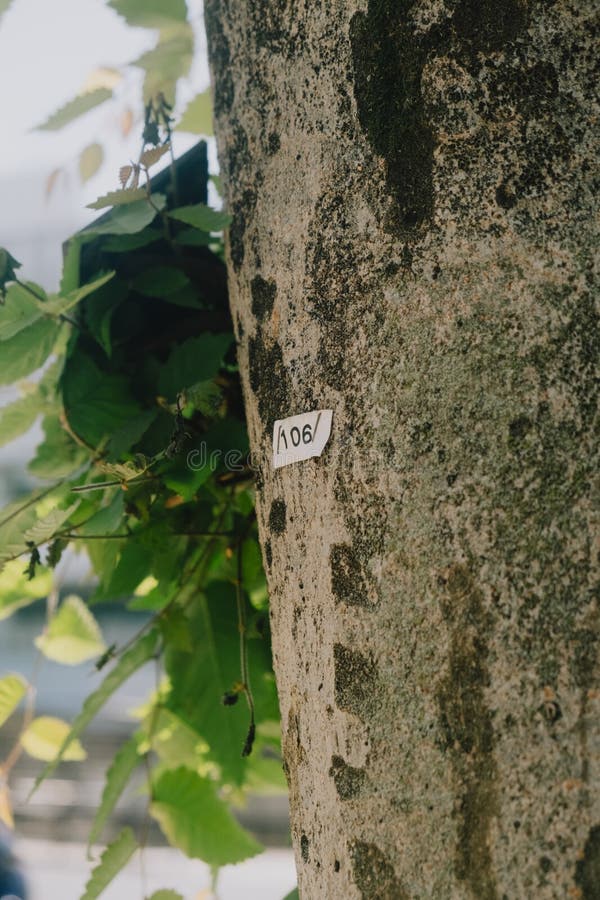 Tree Bark with a Small Label Stock Image - Image of botanical, label ...