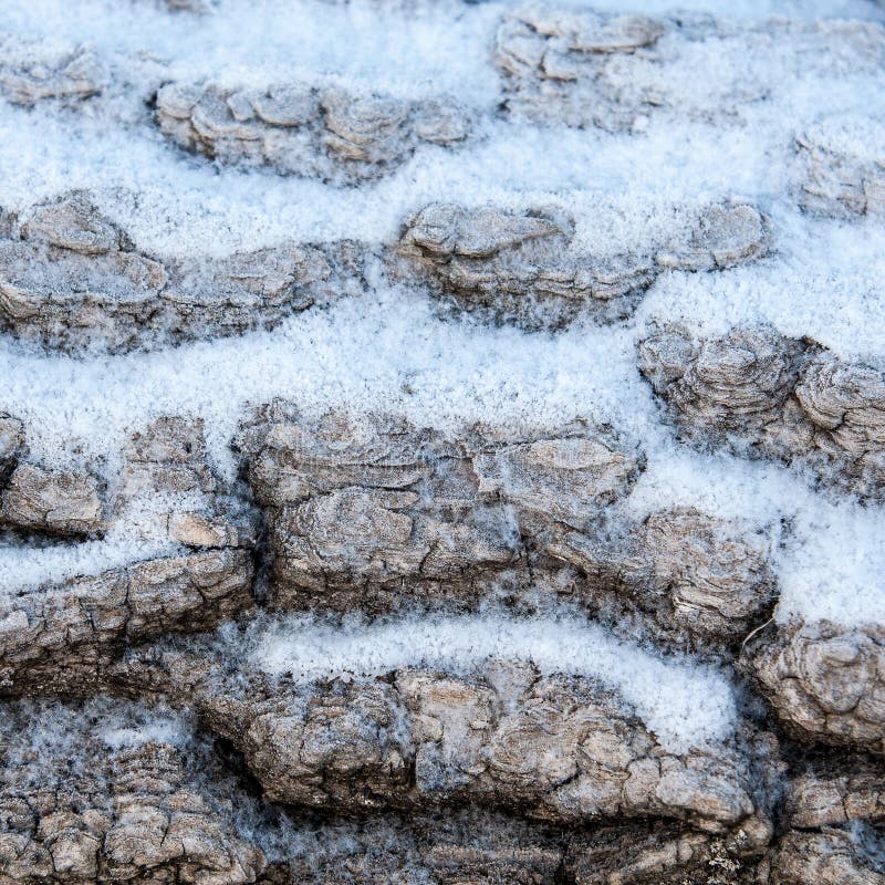 Tree bark Snow stock image. Image of frozen, product - 123461023