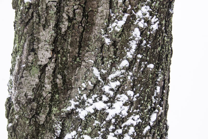 Tree Bark in the Snow. Relief Texture of the Brown Bark of a Tree with ...