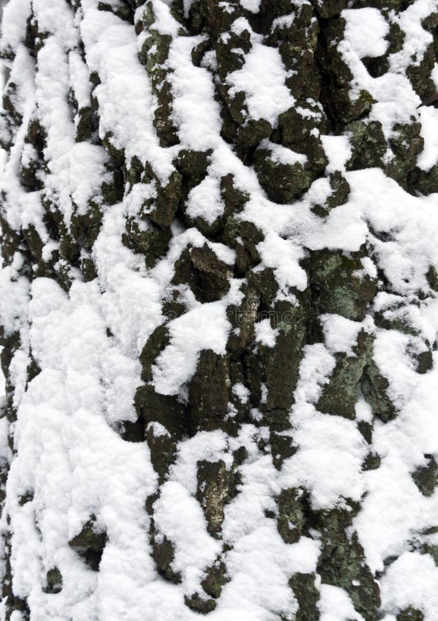 Tree Bark And Snow. Wood Texture In Winter, Snow, Nature, February ...