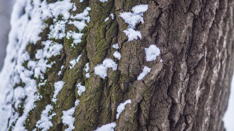 Tree bark Snow stock image. Image of background, white - 82190501