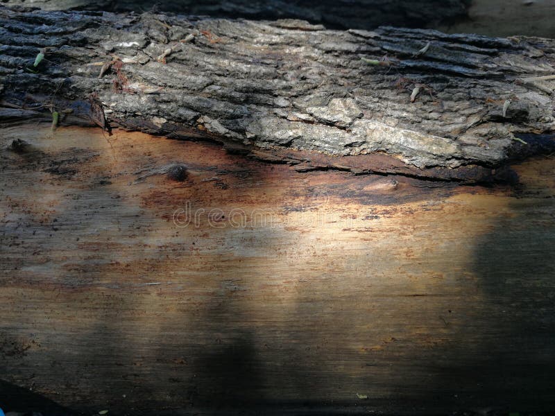 Tree Bark in the Soft Light Stock Image - Image of natural, morning ...