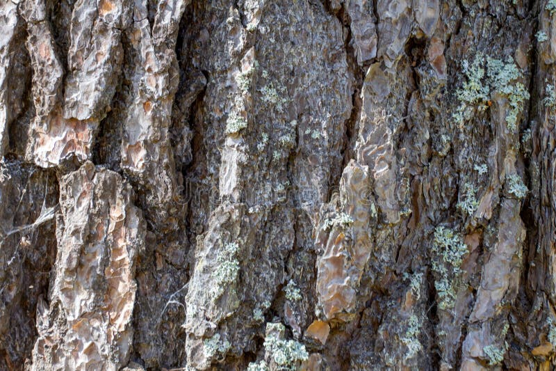 Tree Bark is a Species of Pine and Coniferous Stands in Natural Growing ...