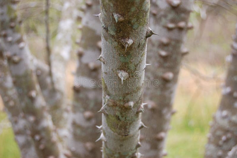 Multiple Tree Bark Spikes and Blotches Stock Photo - Image of spike ...