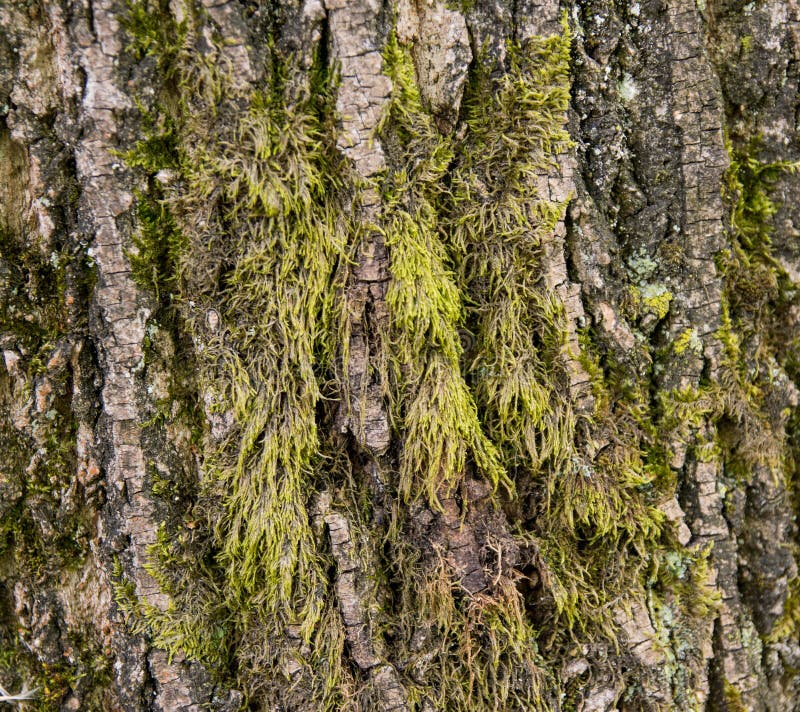 Tree bark in the spring stock image. Image of pattern - 151500053