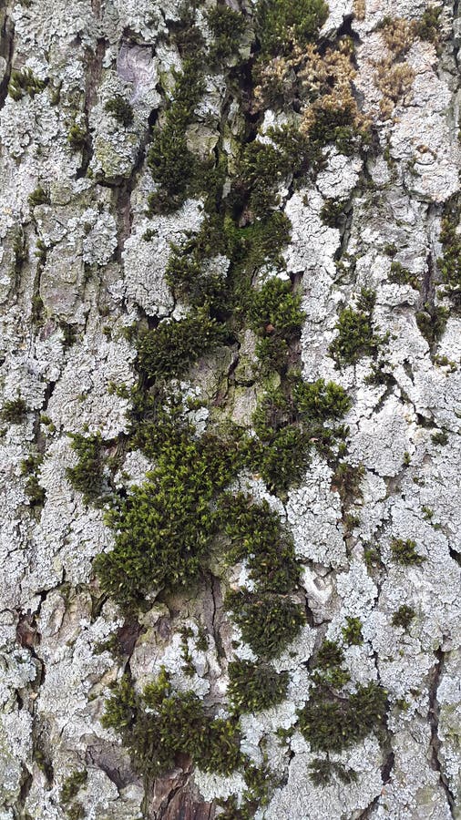 Tree Bark with Sprouted Moss. Tree Bark with Green Moss Stock Photo ...
