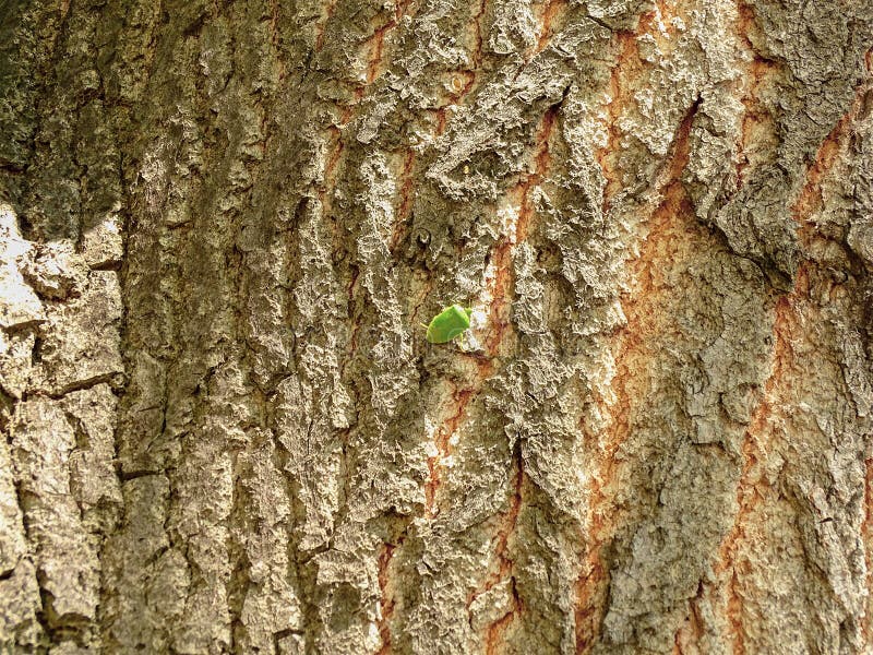 Tree Bark and Stink Bug. Deep Furrows in Birch Bark Stock Photo - Image ...