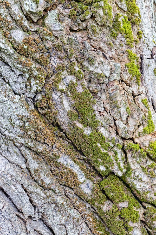 Tree bark structure stock photo. Image of peel, national - 75287774