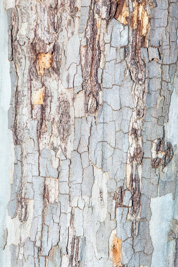 Tree bark structure stock photo. Image of natural, trunk - 67404896