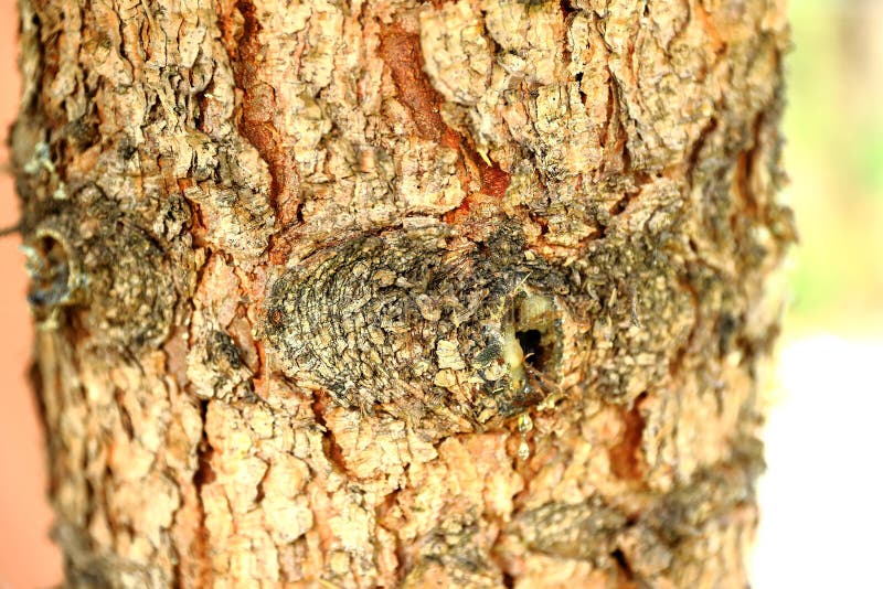Tree Bark Structure with a Knot in the Middle Stock Image - Image of ...