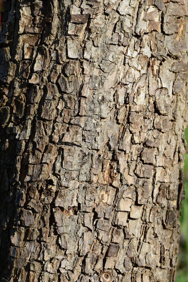 Tree bark in the sun stock image. Image of outermost - 265576147