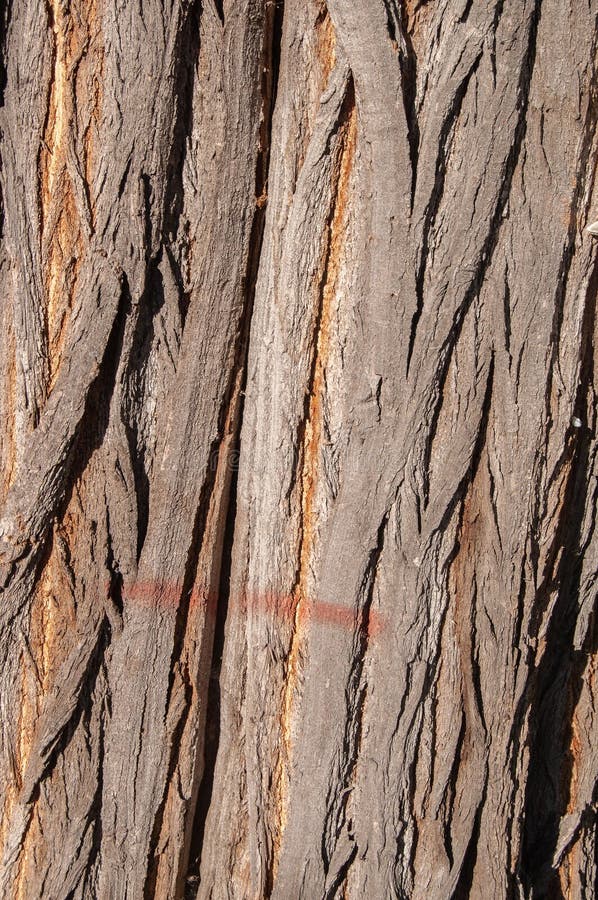 Tree bark in the sun stock photo. Image of ridges, textured - 255556170