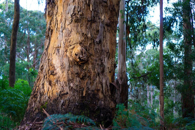 Tree Bark Surrounded by with Green Wild Plant Stock Photo - Image of ...