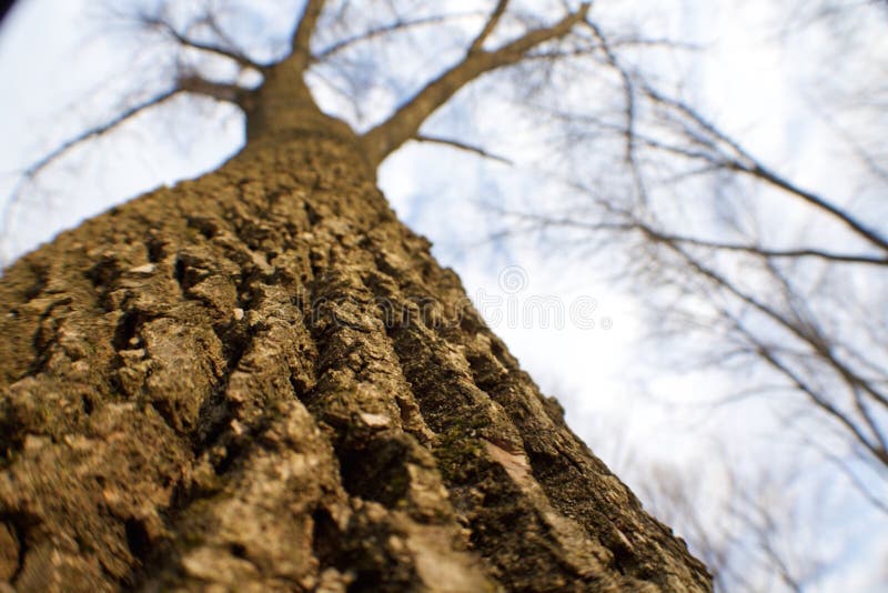 Tree bark stock image. Image of wood, textured, bright - 67979747