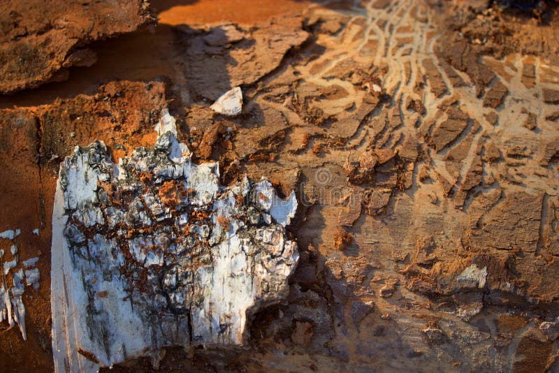 Termite Tracks stock photo. Image of insect, plank, damaged - 93255396