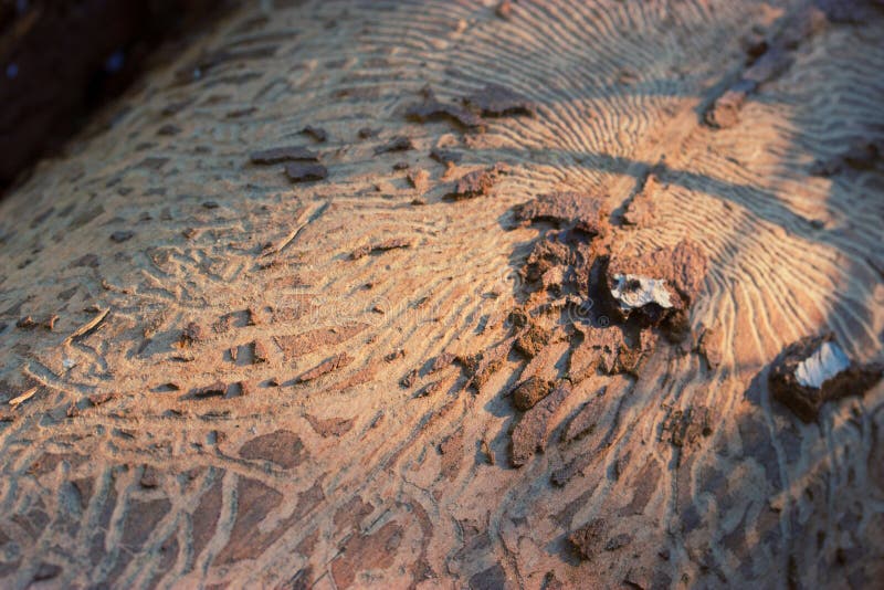 Tree Bark with Termite Tracks Stock Photo - Image of carve, decor: 82662170