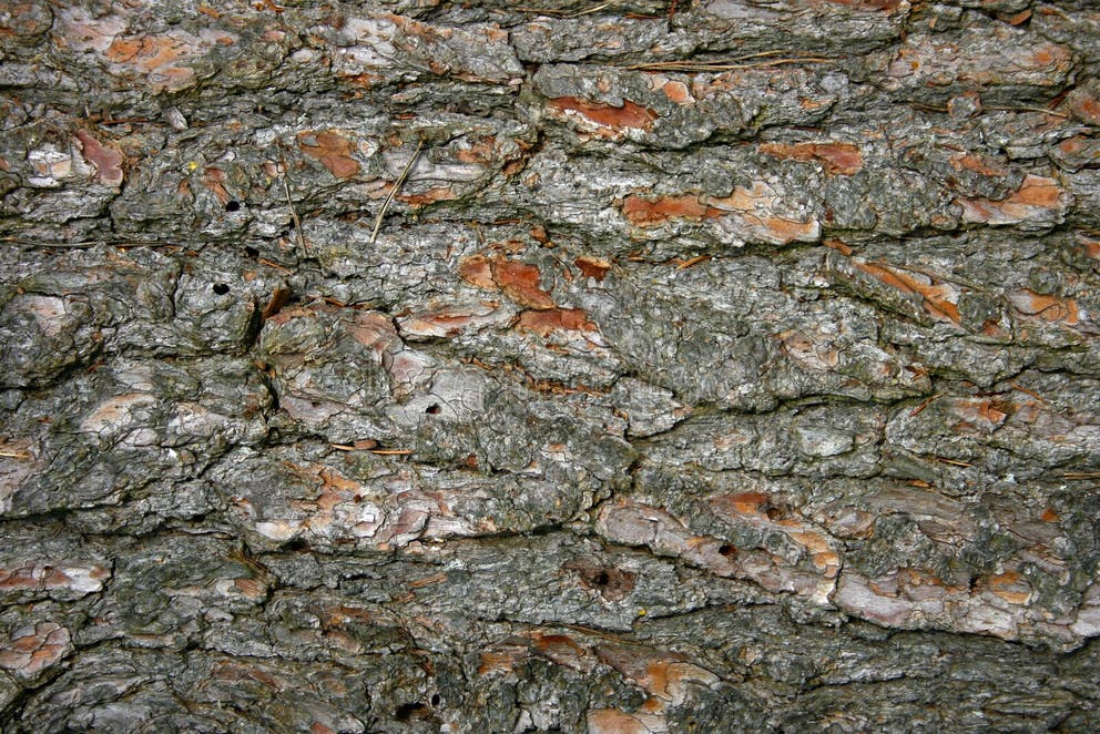 3,600 Tree Bark Border Stock Photos - Free & Royalty-Free Stock Photos ...