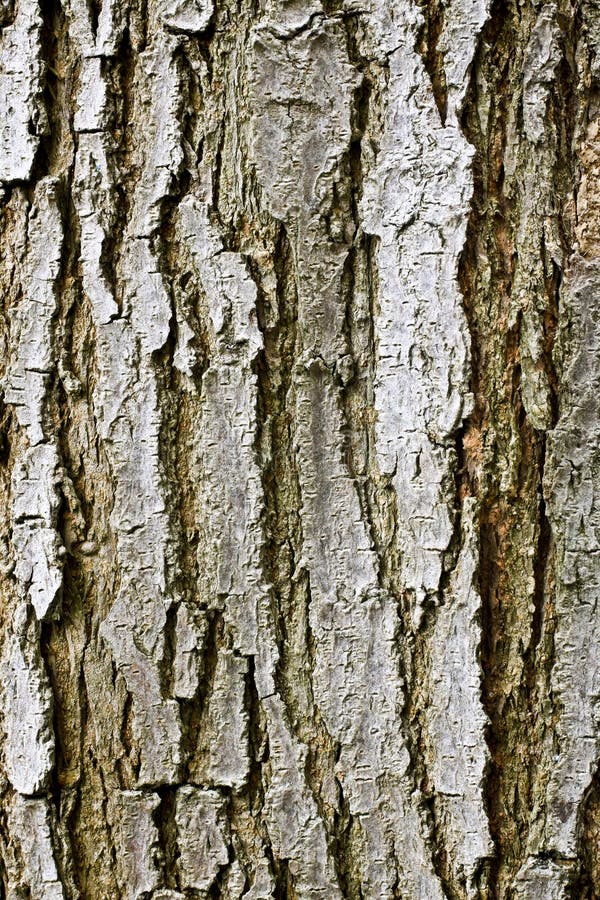 Tree Bark Texture stock photo. Image of cracks, full - 14889770