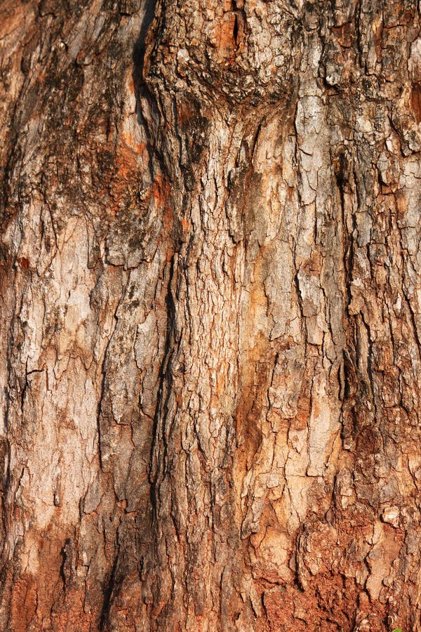 16+ Tree bark border Free Stock Photos - StockFreeImages