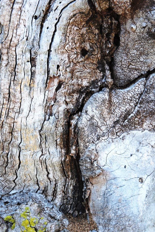 Tree bark texture stock photo. Image of pattern, plant - 19904052