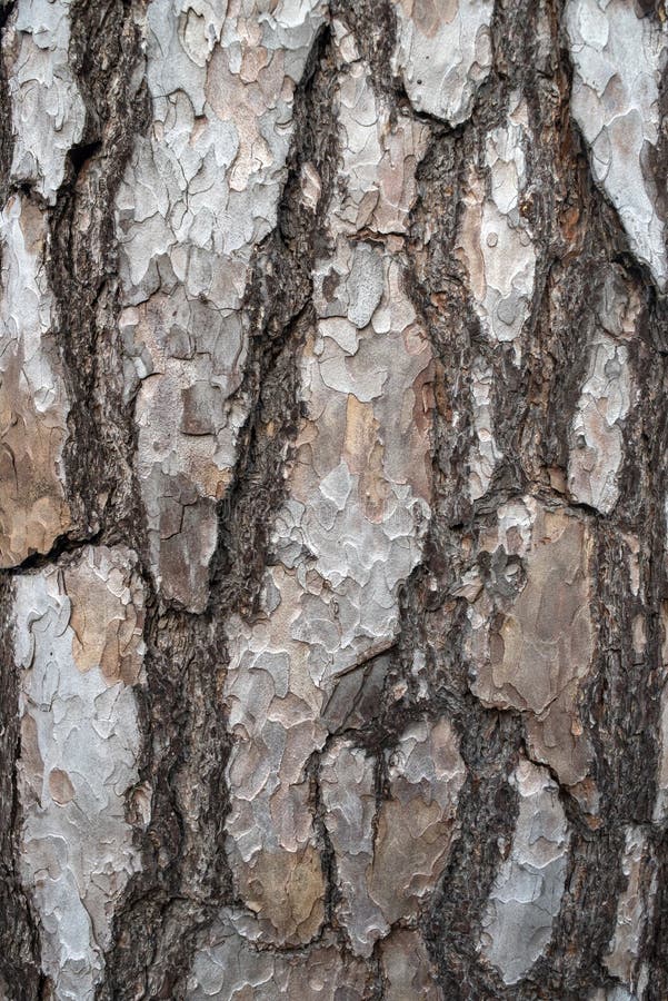 Tree Bark Texture. Tree Bark Texture Stock Image - Image of cracked ...