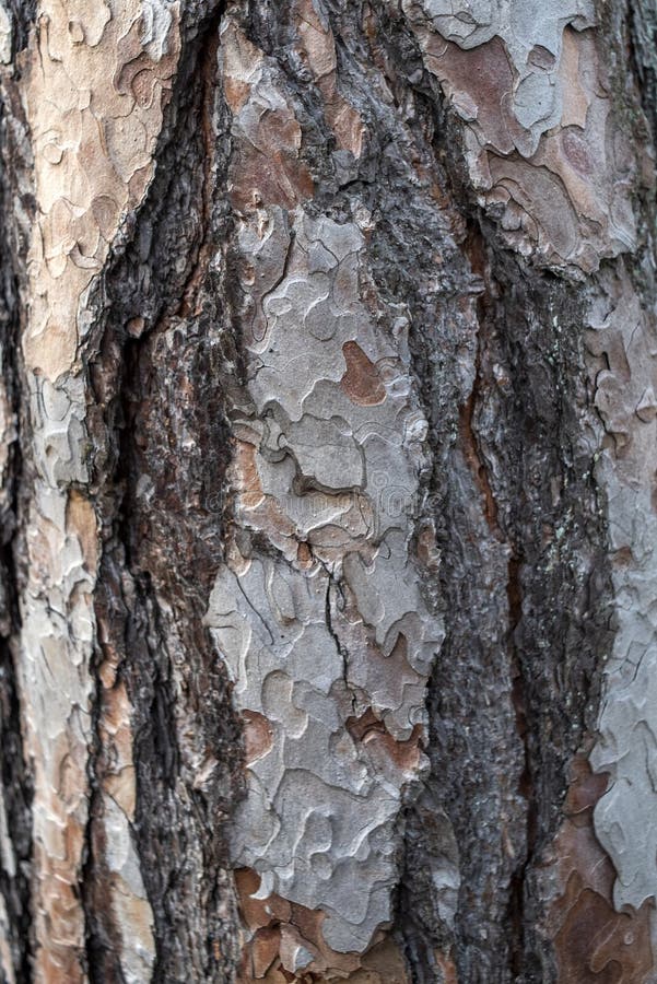 Tree Bark Texture. Tree Bark Texture Stock Image - Image of graphic ...