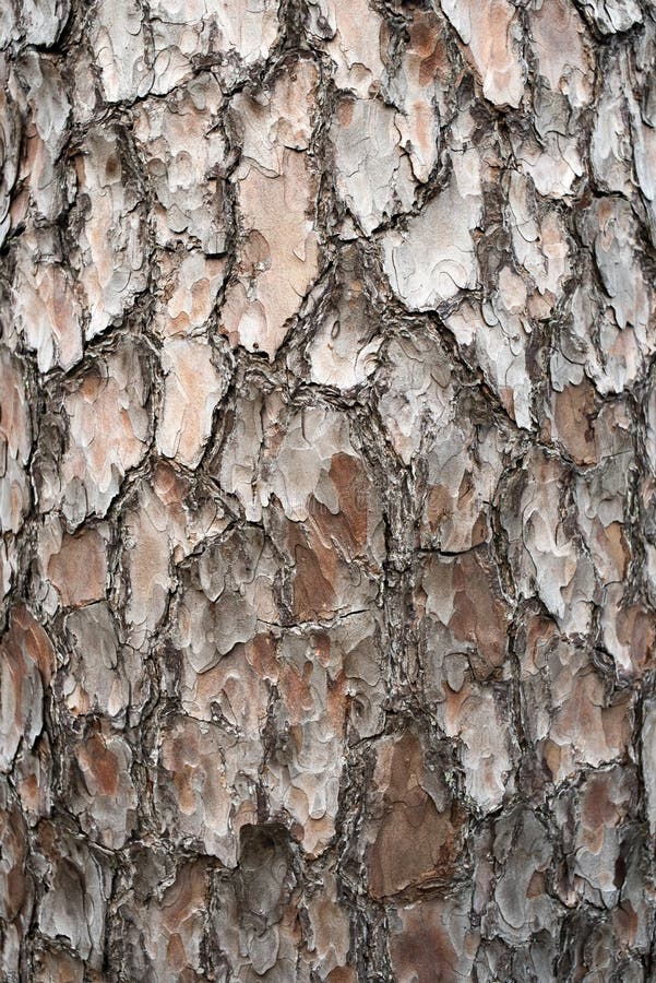 Tree Bark Texture. Tree Bark Texture Stock Photo - Image of closeup ...