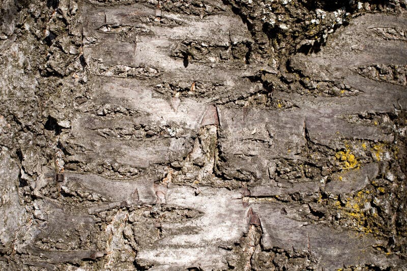 Tree bark texture stock image. Image of wood, cherry - 23285063