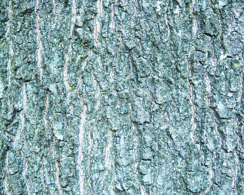Tree bark texture stock image. Image of grunge, corroded - 23907039