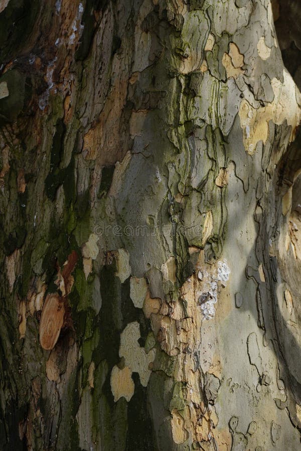 Tree bark texture stock image. Image of bark, rock, nature - 241459387