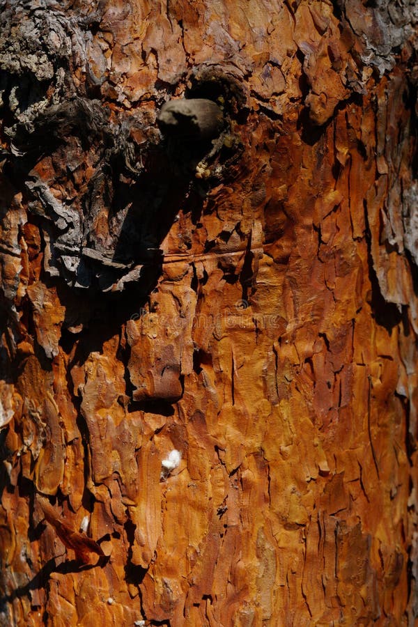 Tree bark texture stock photo. Image of brick, formation - 245324648