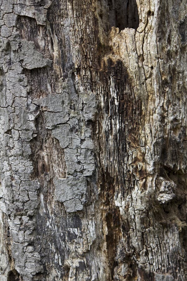 Tree bark texture stock photo. Image of detailed, corroded - 26427536