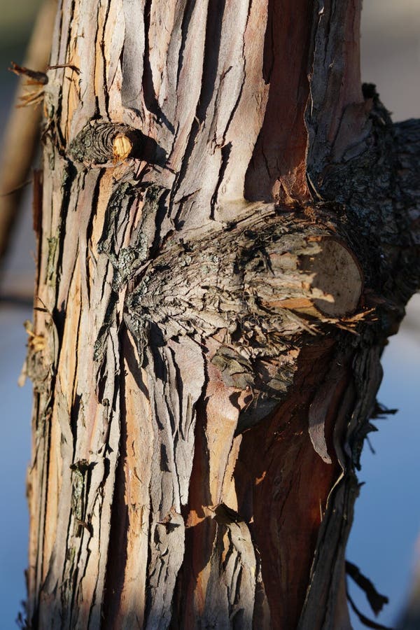 Tree bark texture stock image. Image of bark, outdoors - 268341151